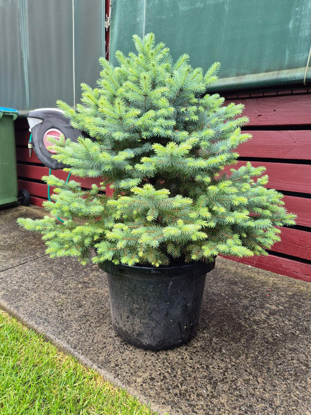 Potted living Christmas tree *BLUE STAR* Picea Pungens. - Plants in ...
