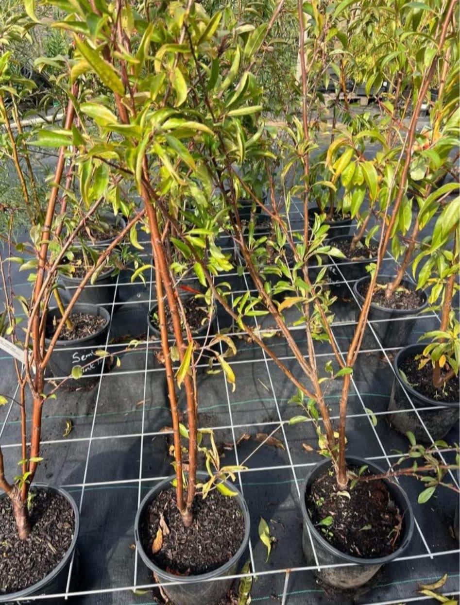 Grafted fruit Trees plum, Nectarine, Peach, Apple, Apricot,Pomegranate ...