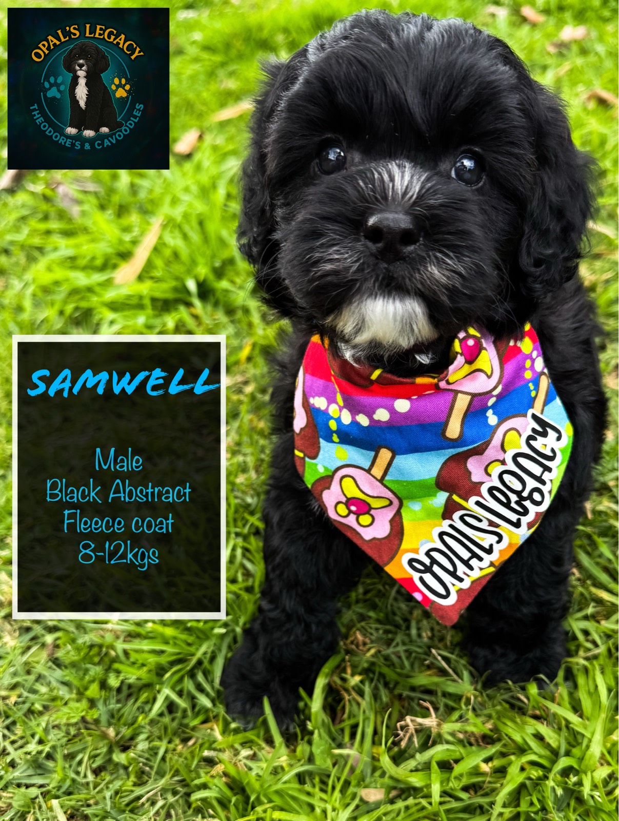 Last man standing F1b miniature Cavoodle/ Theodore | Dogs & Puppies ...