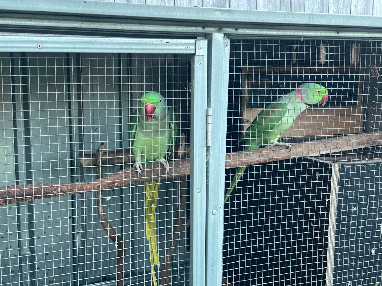 alexander bird parrot | Birds | Gumtree Australia Liverpool Area ...