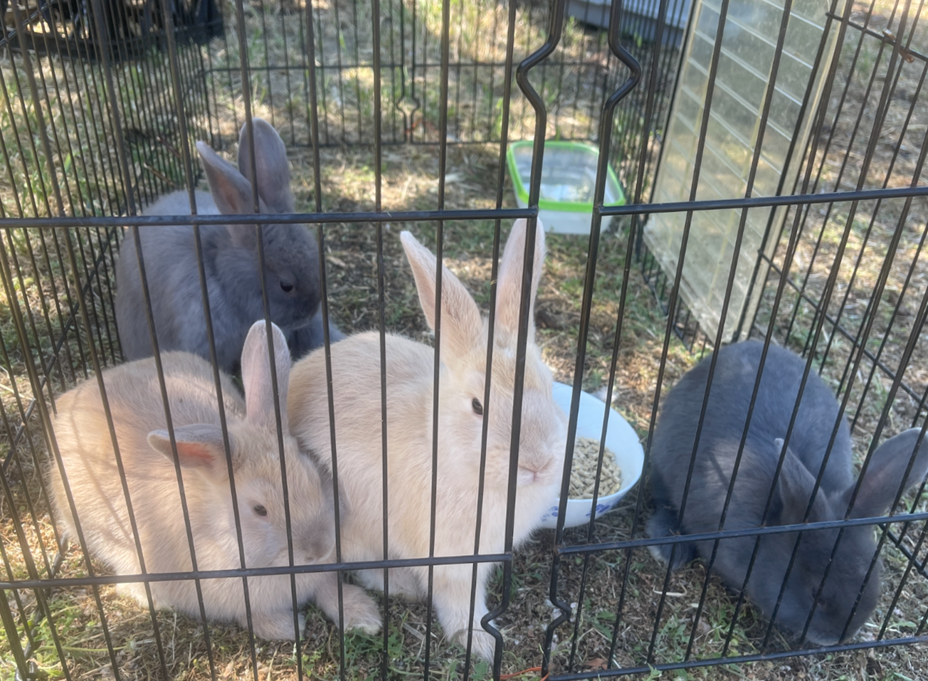 4 babies rabbits And 2 white adult male & female rabbits FOR SELL ...