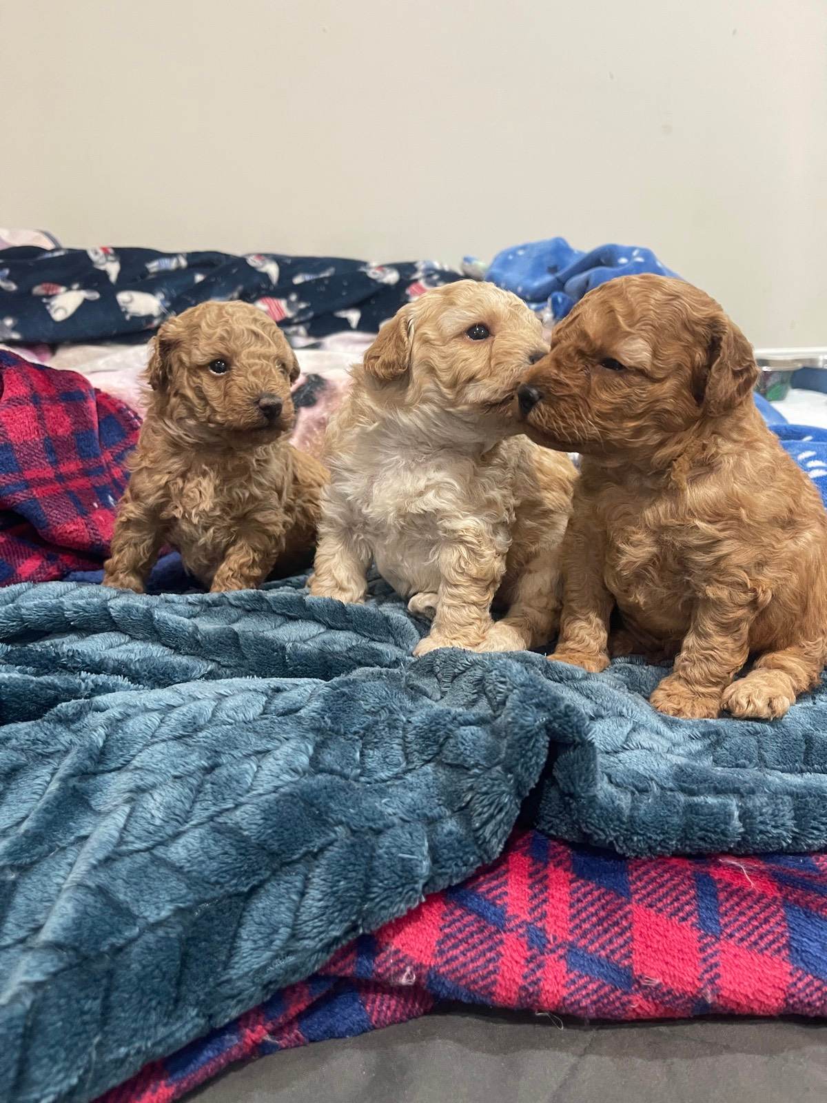 Toy poodle for sale/ Parent DNA tested clear/ price dropped | Dogs ...