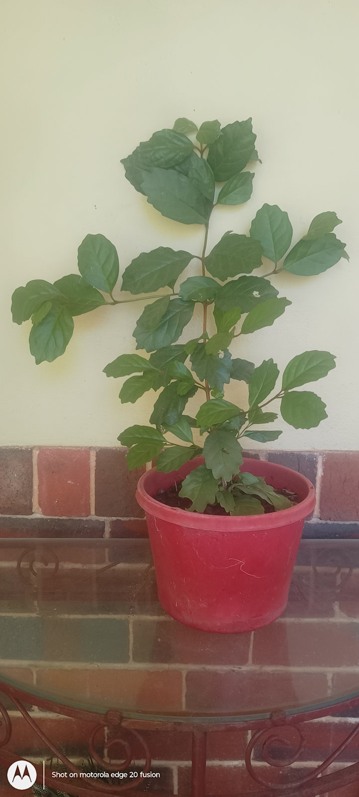 Budleja Indica - Plants in Inglewood WA | Gumtree Australia