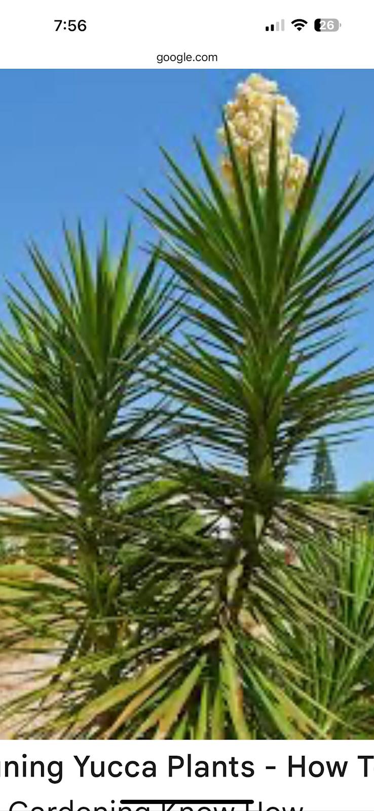 Free Yucca plants (Large size) - Plants in Ruse NSW | Gumtree Australia