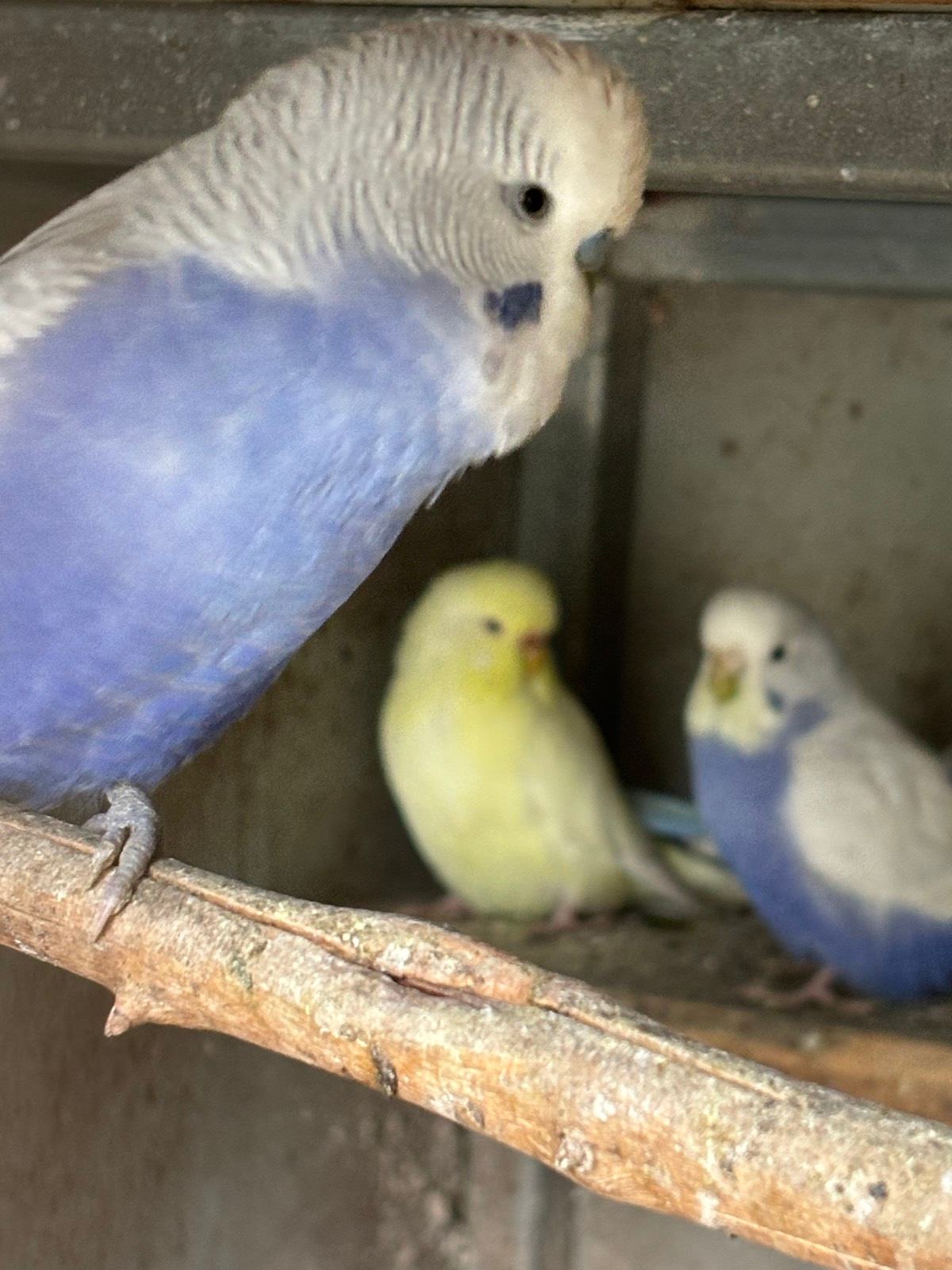 budgies - babies and clear wings | Birds | Gumtree Australia Brisbane ...