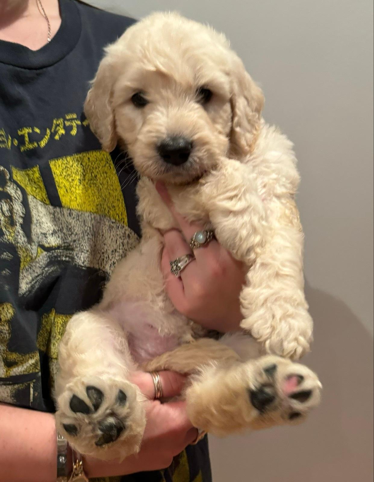 Secure Your F1 Groodle Puppy!! Perfect Best Friend 🐶 🐾 ♥️ | Dogs ...