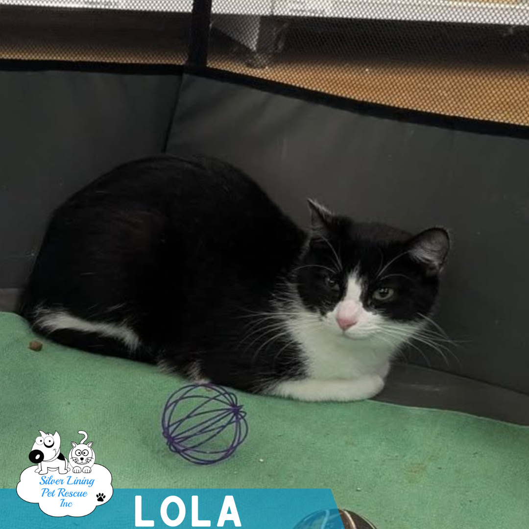 Lola Needs A Silver Lining | Cats & Kittens | Gumtree Australia Noosa ...