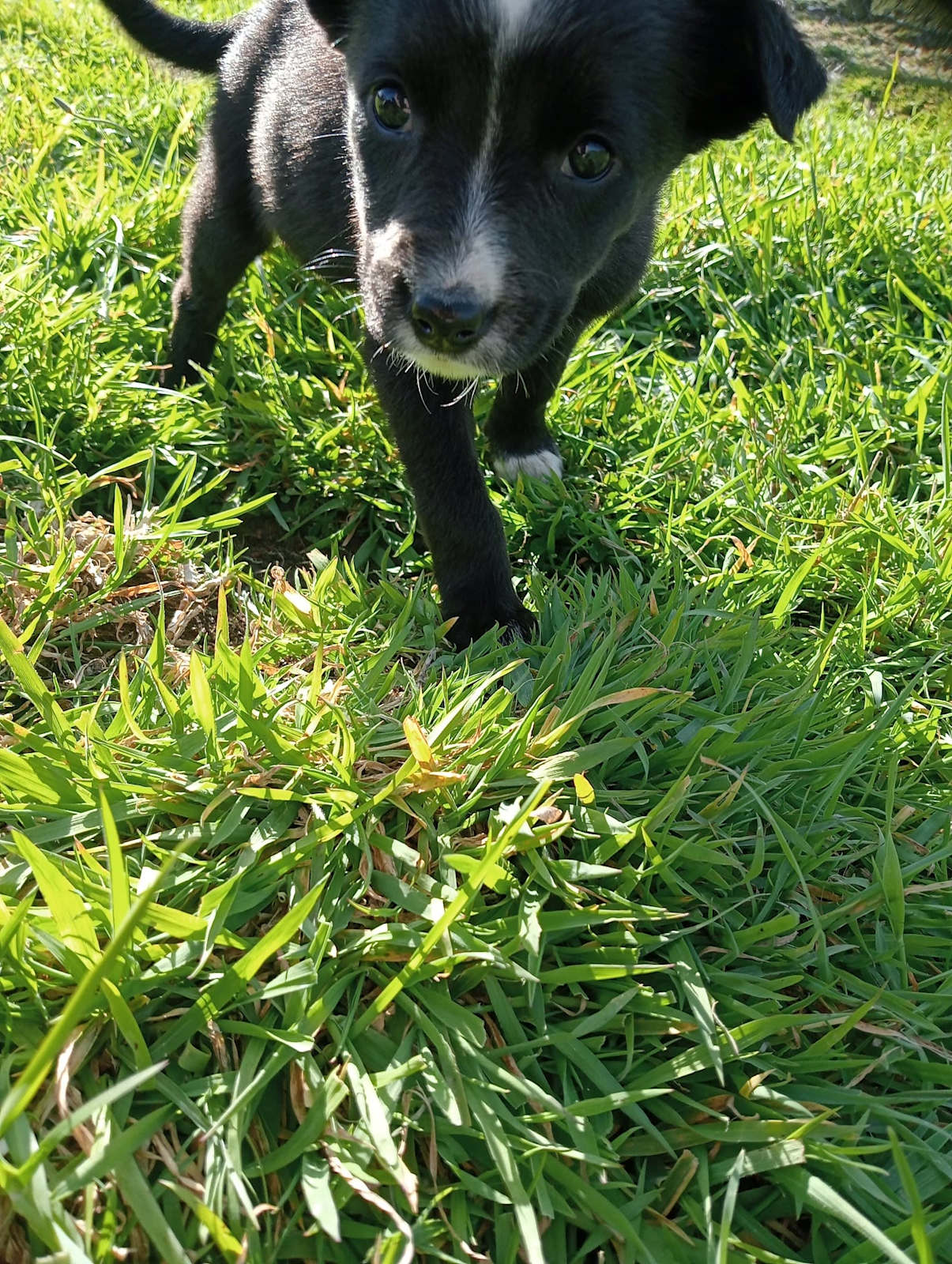 Puppies Border Collie/Kelpie Pups | Dogs & Puppies | Gumtree Australia ...
