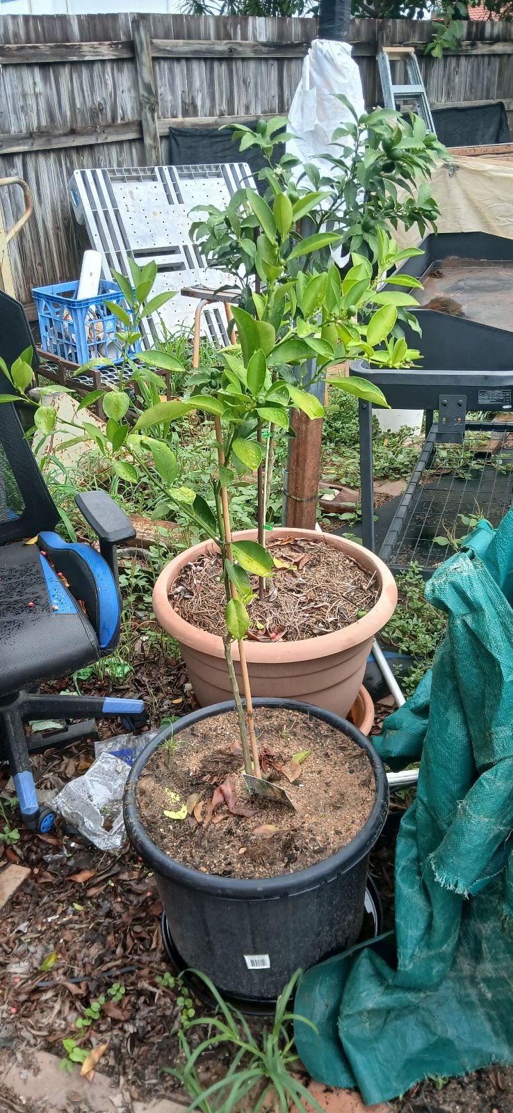 2 kumquat dwarf trees { selling separately } - Plants in Kirwan QLD ...