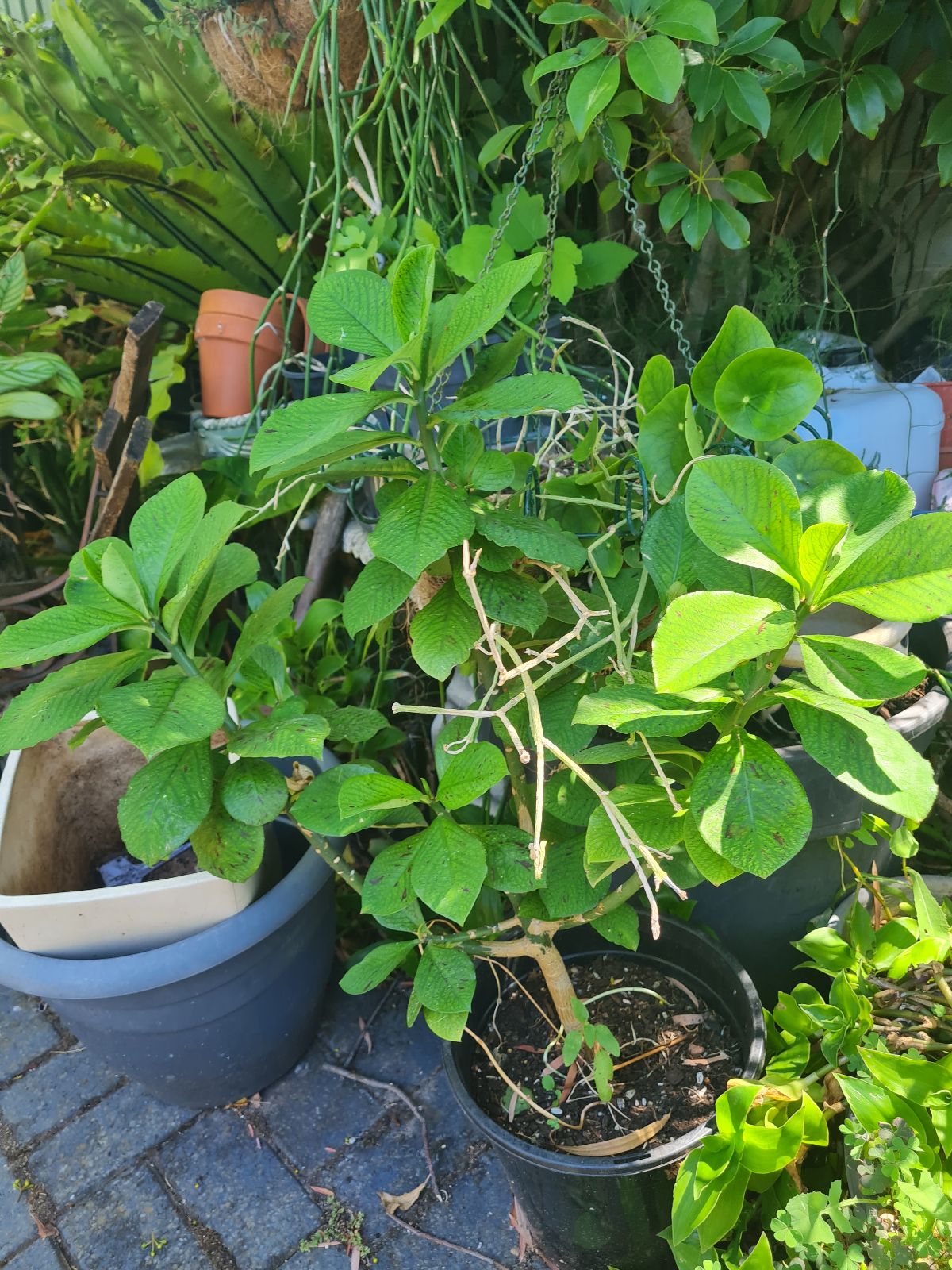 African milk plant - Plants in Huntfield Heights SA | Gumtree Australia