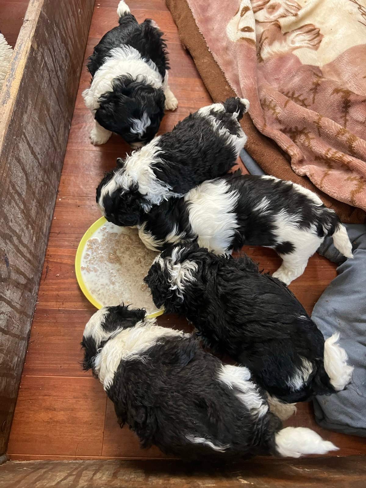 Maltese shihtuz x toy parti poodle | Dogs & Puppies | Gumtree Australia ...