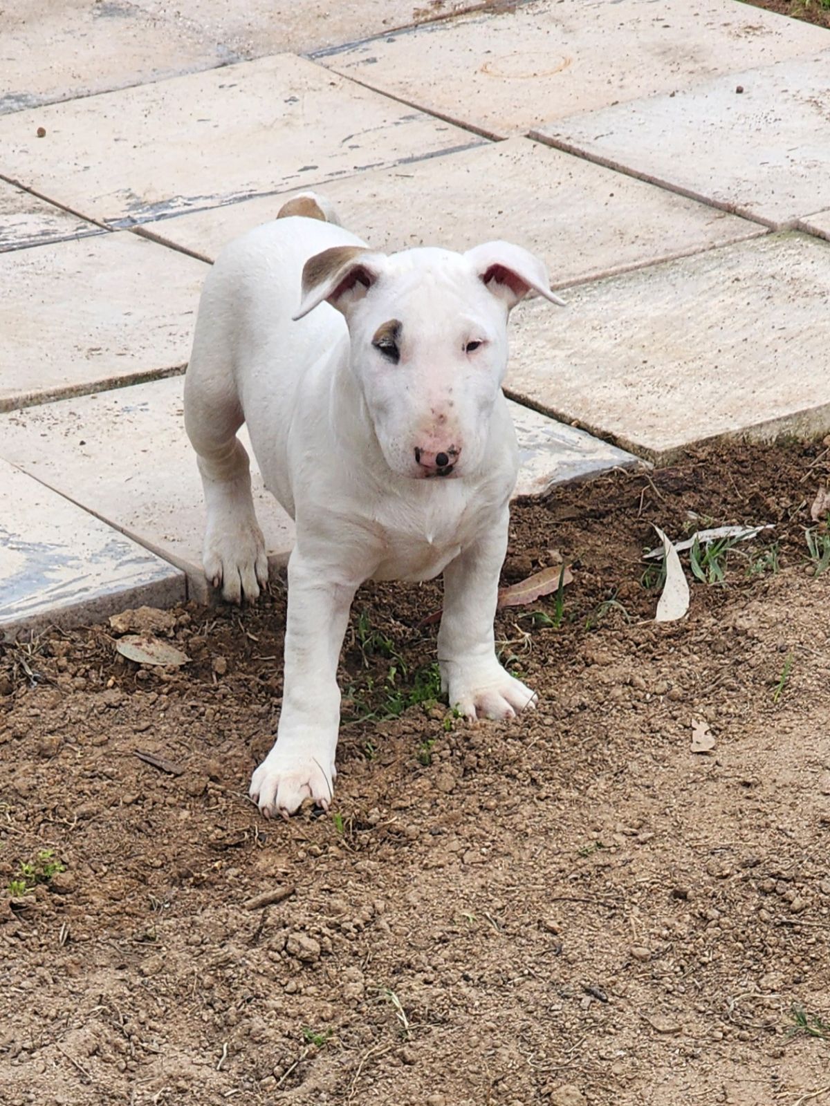 ANKC reg male Bull Terrier pup | Dogs & Puppies | Gumtree Australia ...