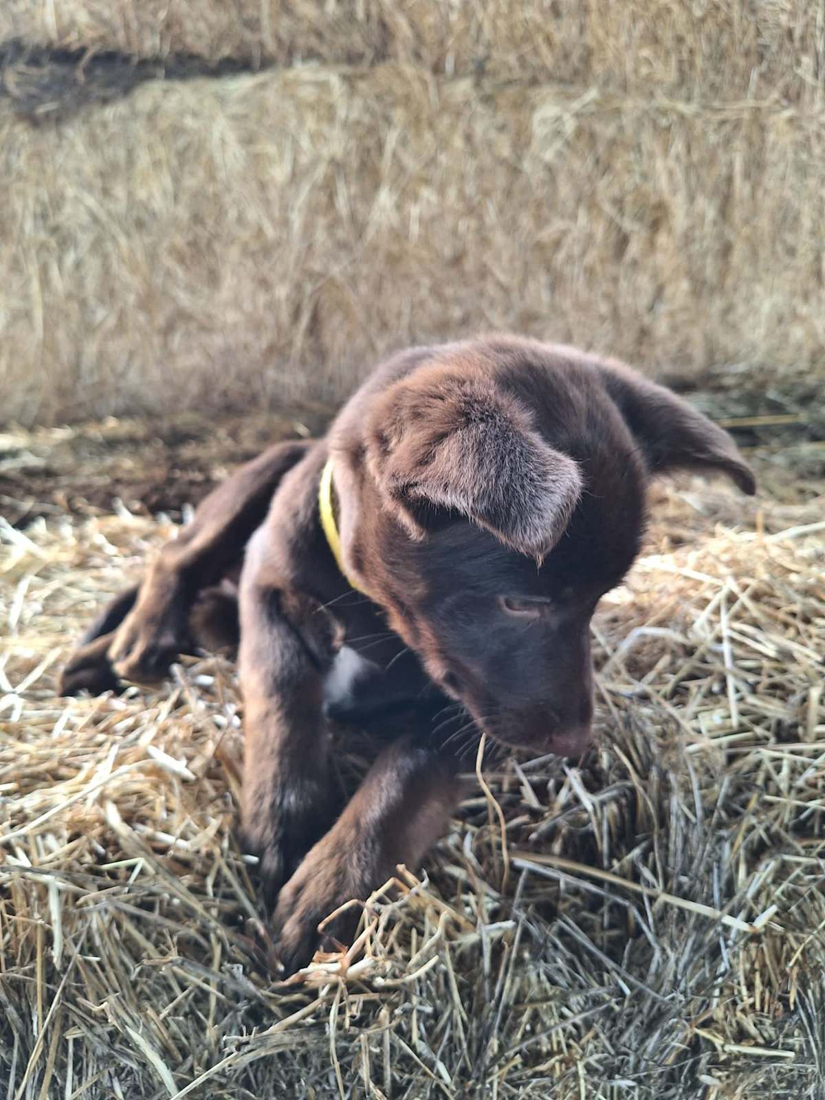 Pure Kelpie Pups Red 9 weeks | Dogs & Puppies | Gumtree Australia ...