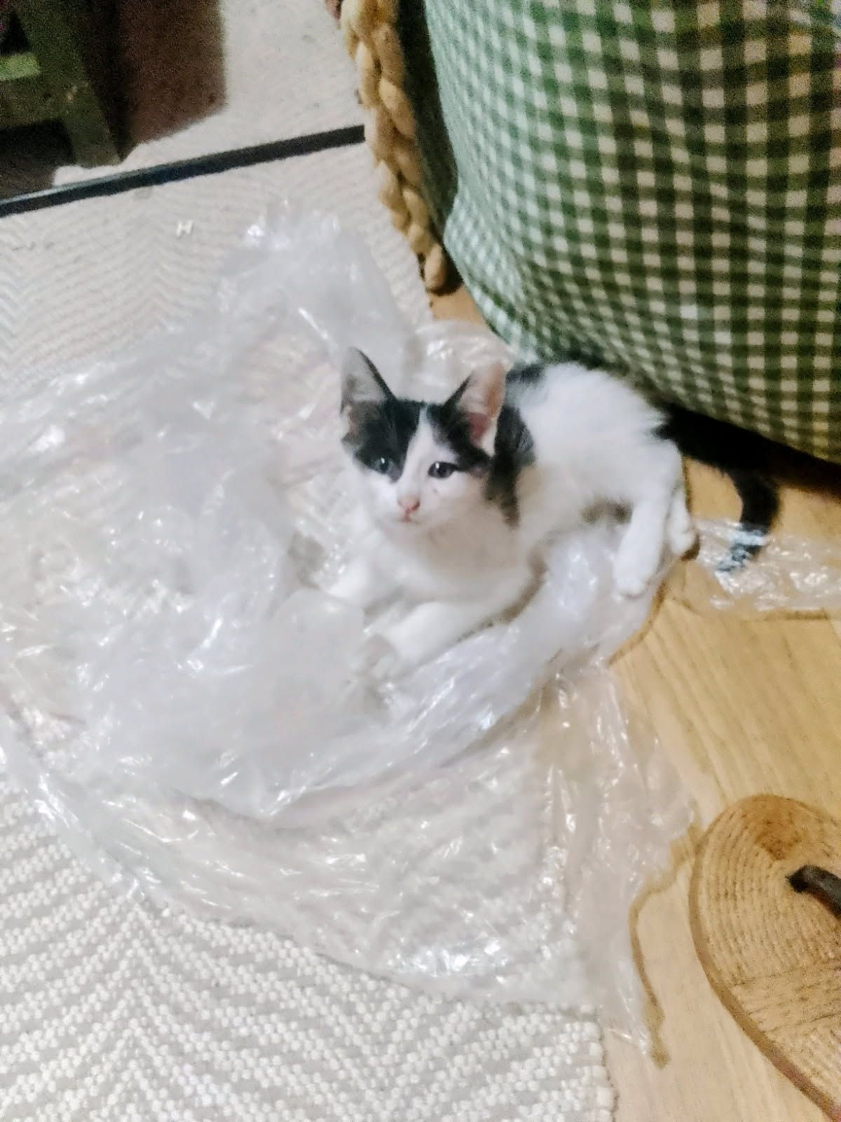 kittens for sale | Cats & Kittens | Gumtree Australia Gold Coast City ...