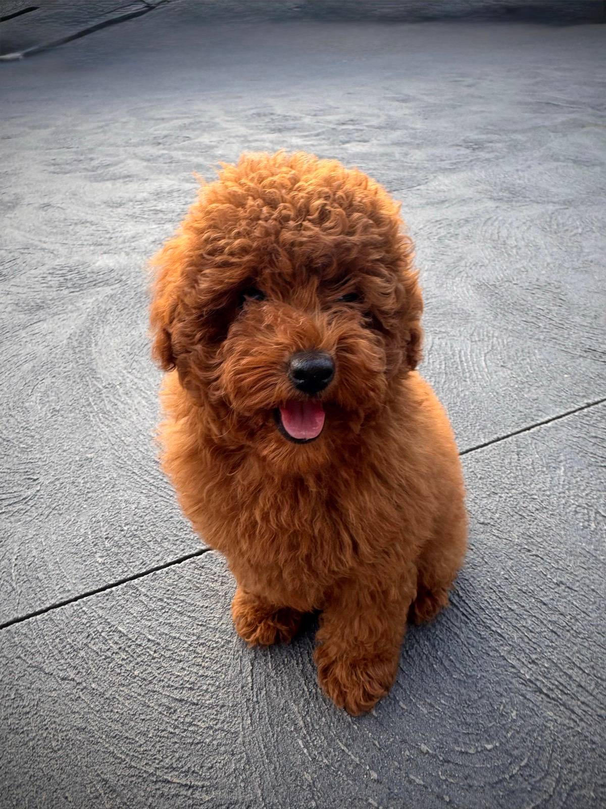 Pure breed Toy Poodle | Dogs & Puppies | Gumtree Australia Greater ...