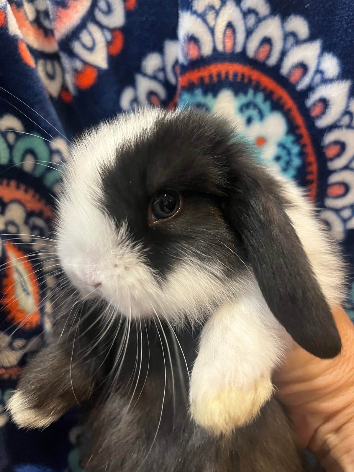 Purebred Mini Lop Rabbits/Bunnies/Babies | Rabbits | Gumtree Australia ...