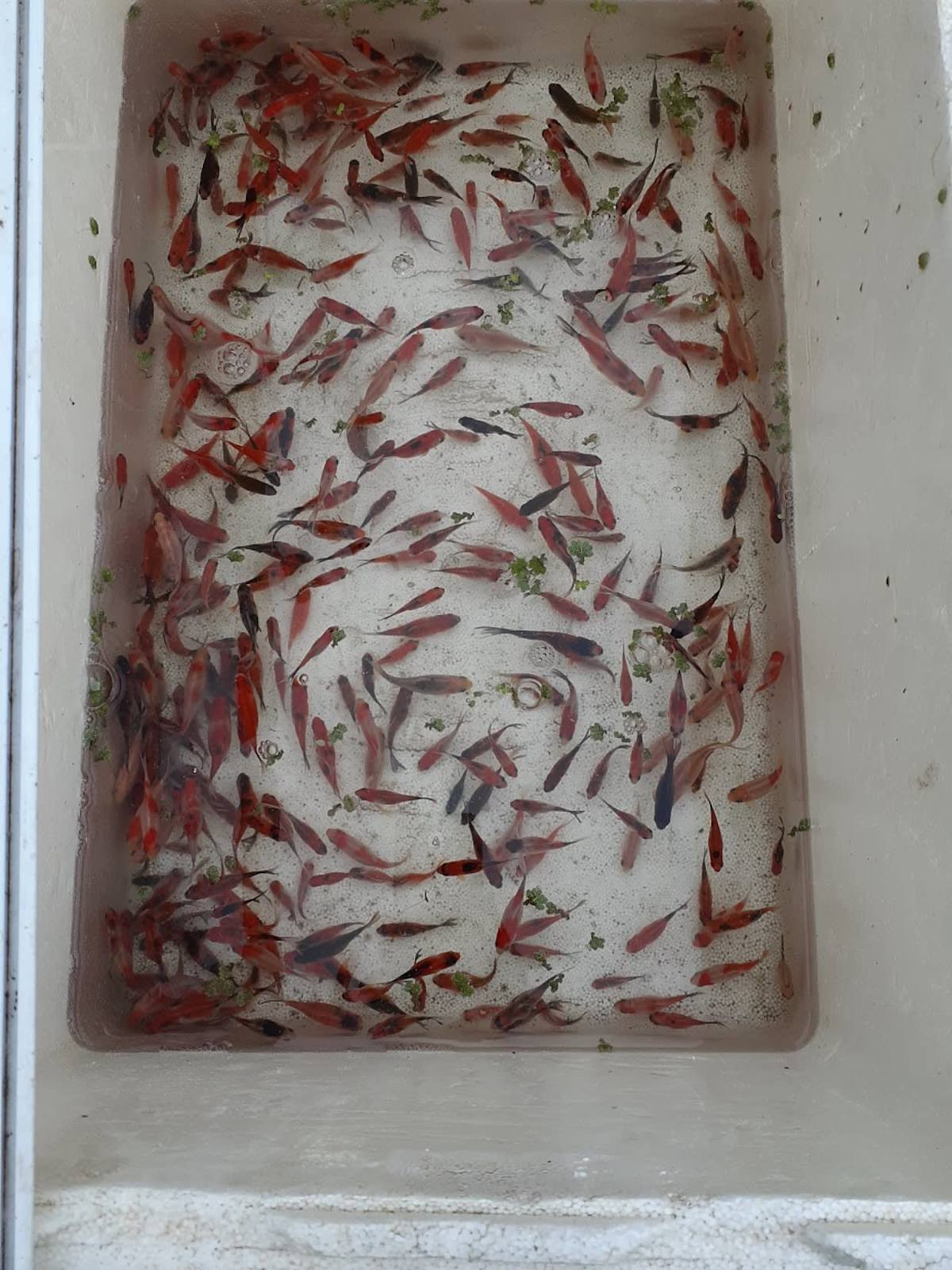 baby goldfish for sale | Fish | Gumtree Australia Manningham Area ...