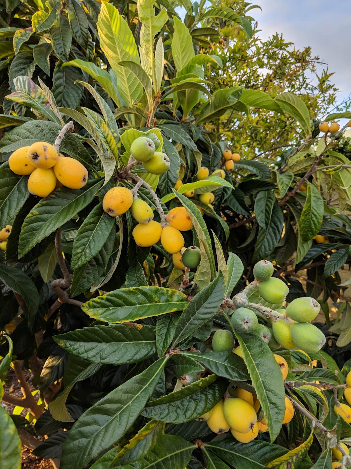 Loquat fruit tree for sale - Plants in Canning Vale WA | Gumtree Australia