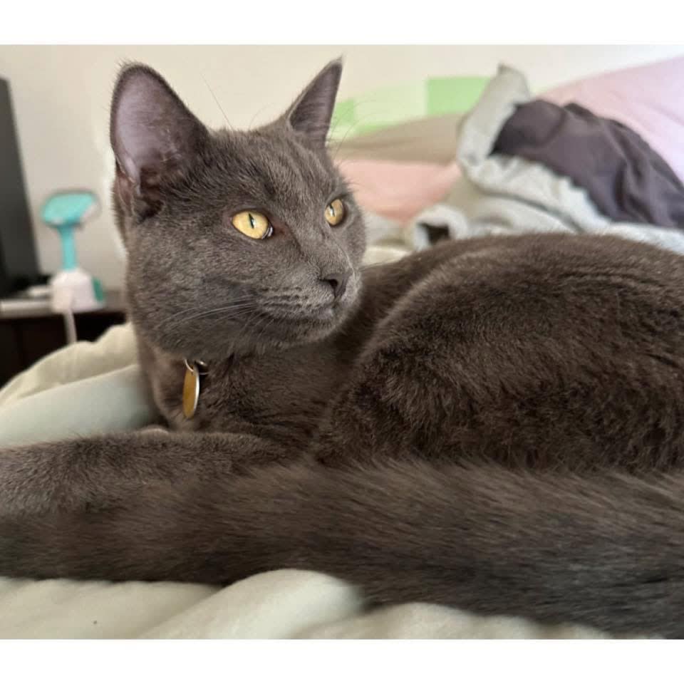 12632 : Anna - CAT for ADOPTION - Vet Work Included | Cats & Kittens ...