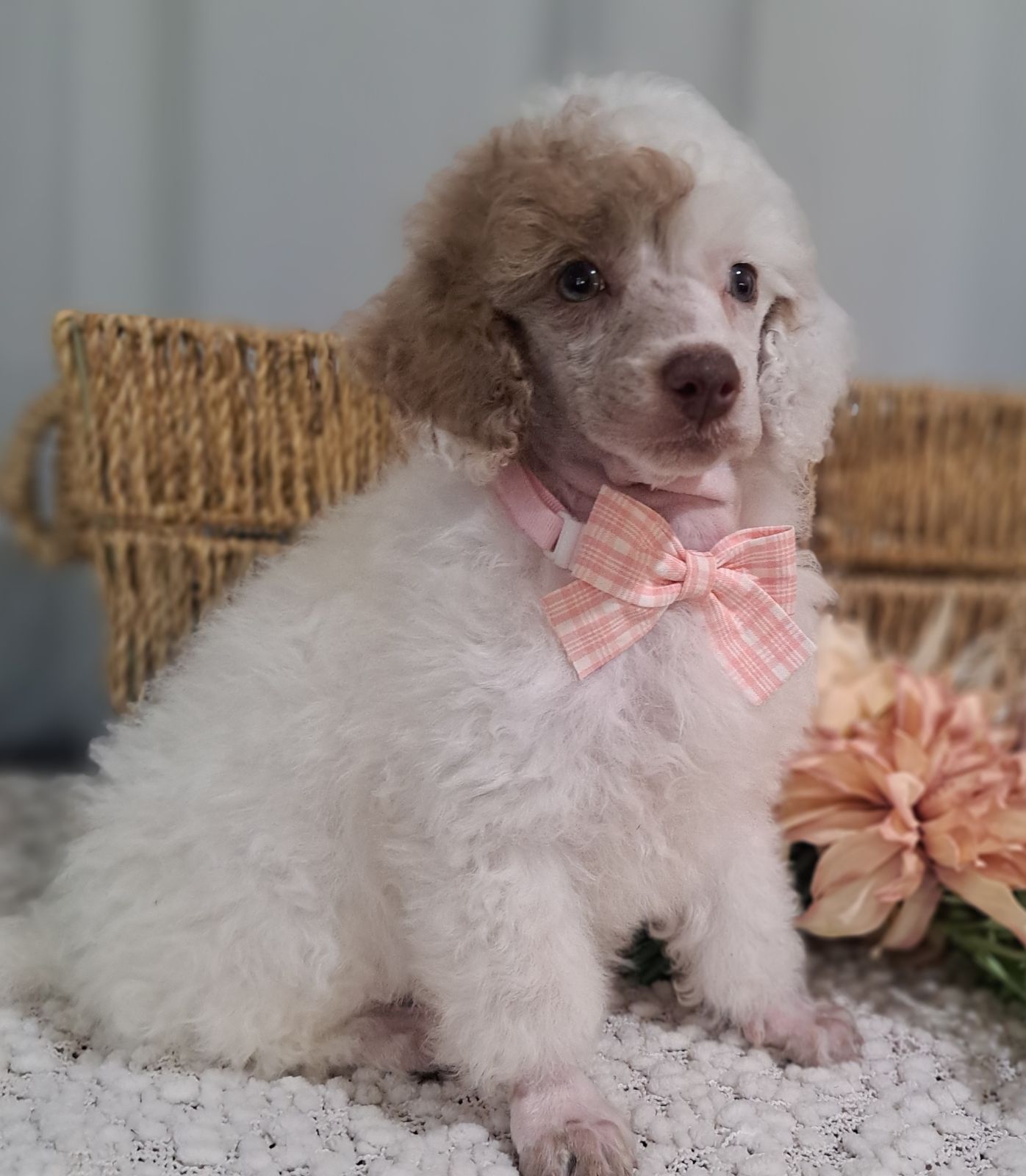 Quality Pedigree Reg.Miniature Chocolate Parti Merle Poodles Puppies