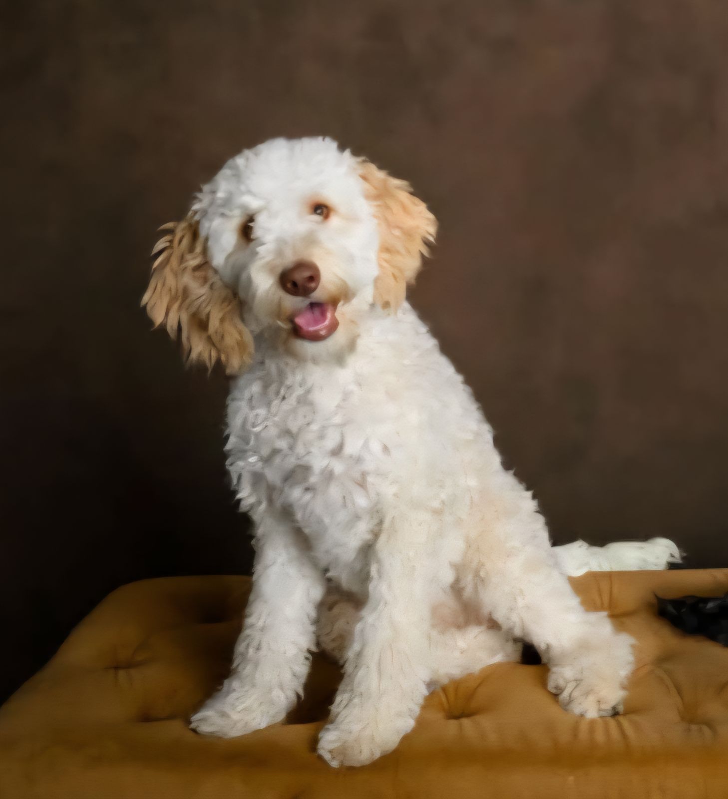 🐶🏡 Adult female labradoodle 🏡🐶 GUARDIAN HOME 🏡