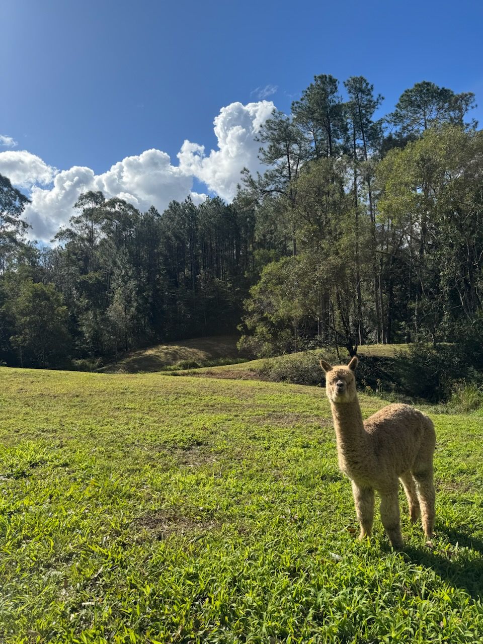 Male Alpaca