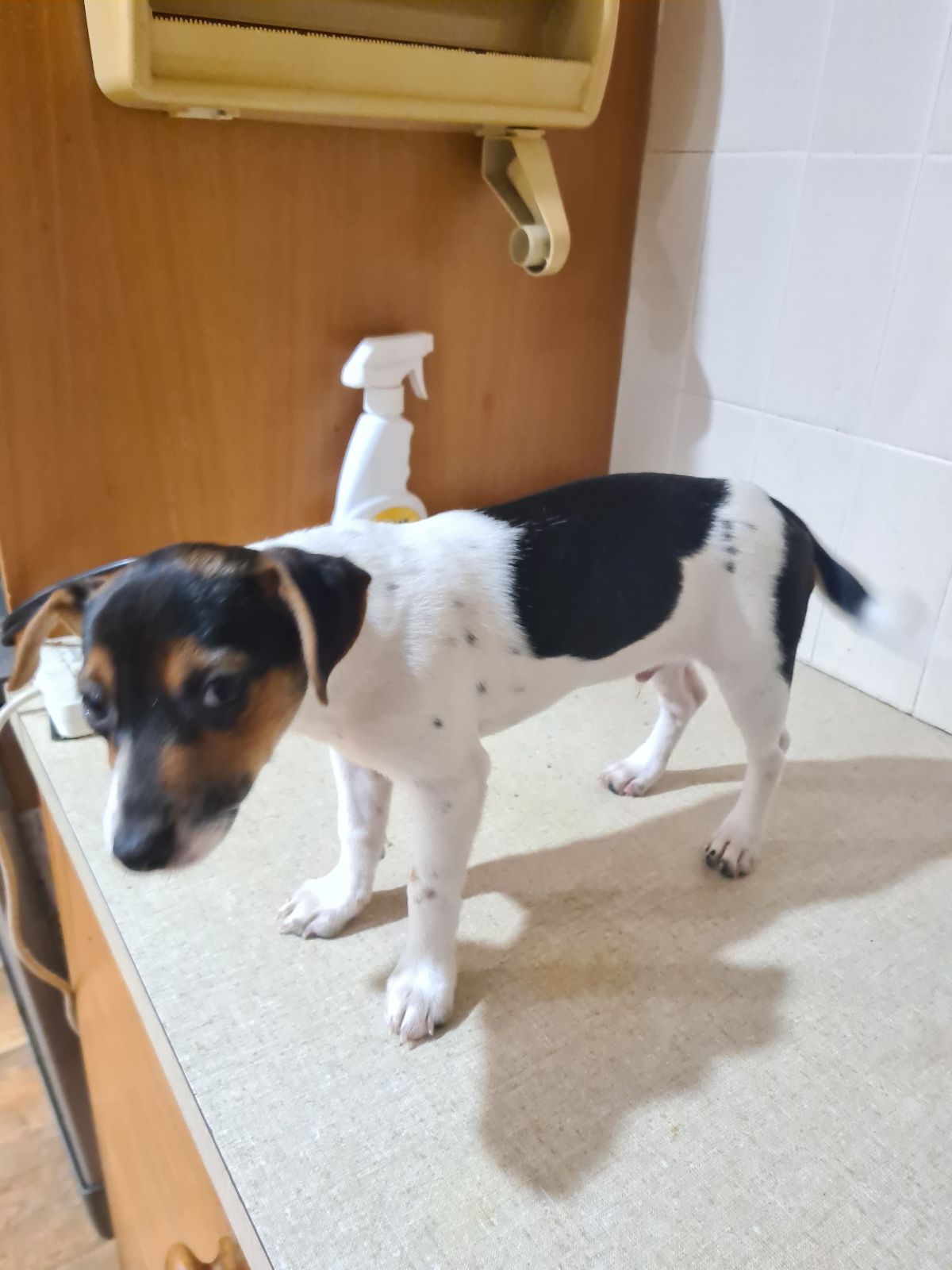 Jack russell x Mini Foxie | Dogs & Puppies | Gumtree Australia Ipswich ...
