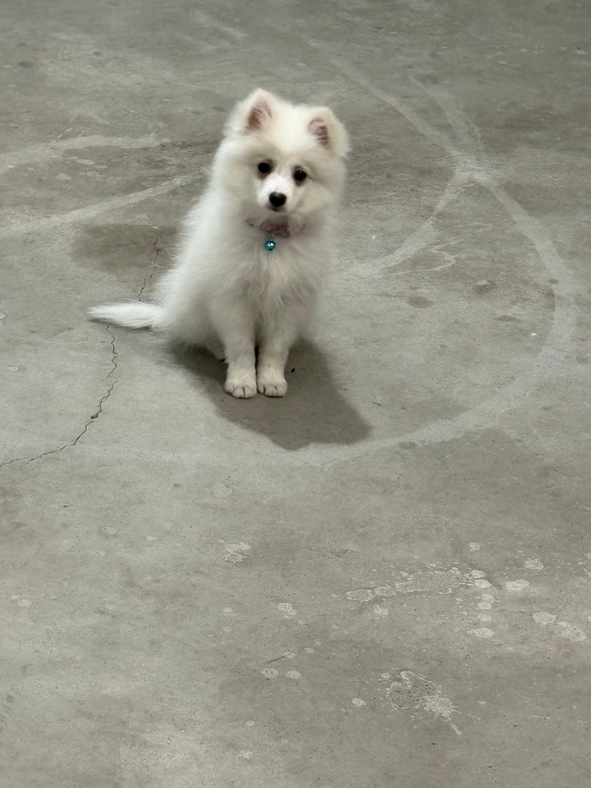 Japanese spitz x Pomeranian