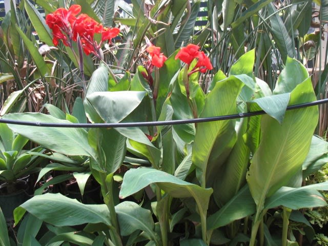 Potted red, yellow and edible cannas lily plants for sale - Plants in ...
