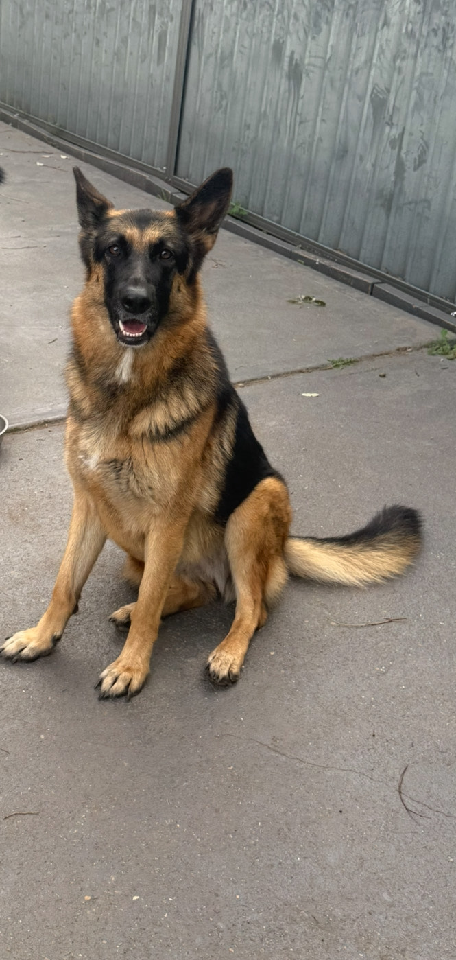 2 year old Female German Shepard | Dogs & Puppies | Gumtree Australia ...