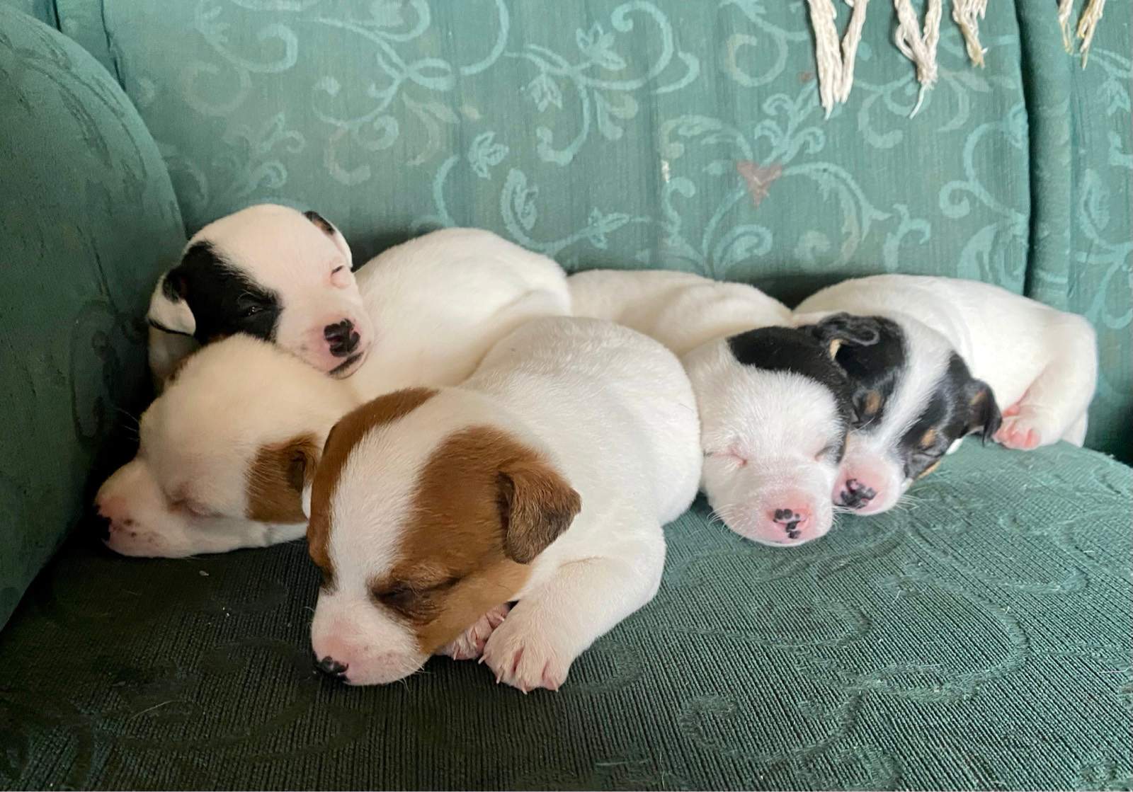 Mini foxy x Jack Russell | Dogs & Puppies | Gumtree Australia Bega ...