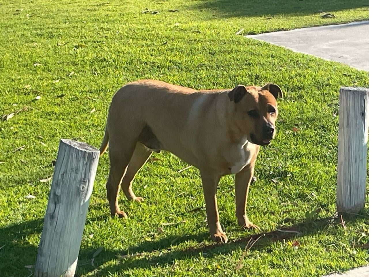 Free Dog, for three months | Dogs & Puppies | Gumtree Australia ...