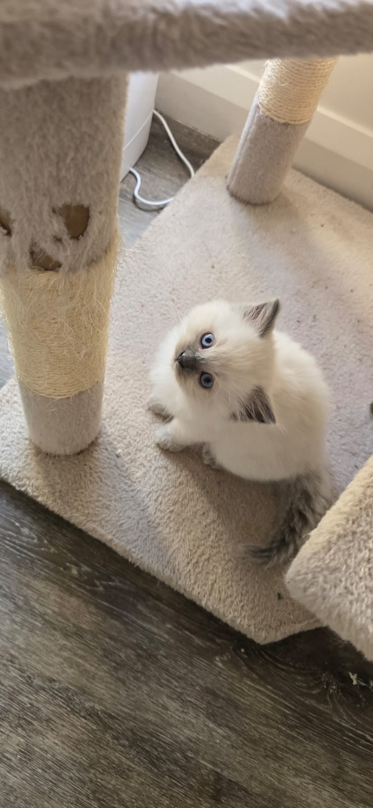 Pure Breed Ragdolls | Cats & Kittens | Gumtree Australia Liverpool Area ...