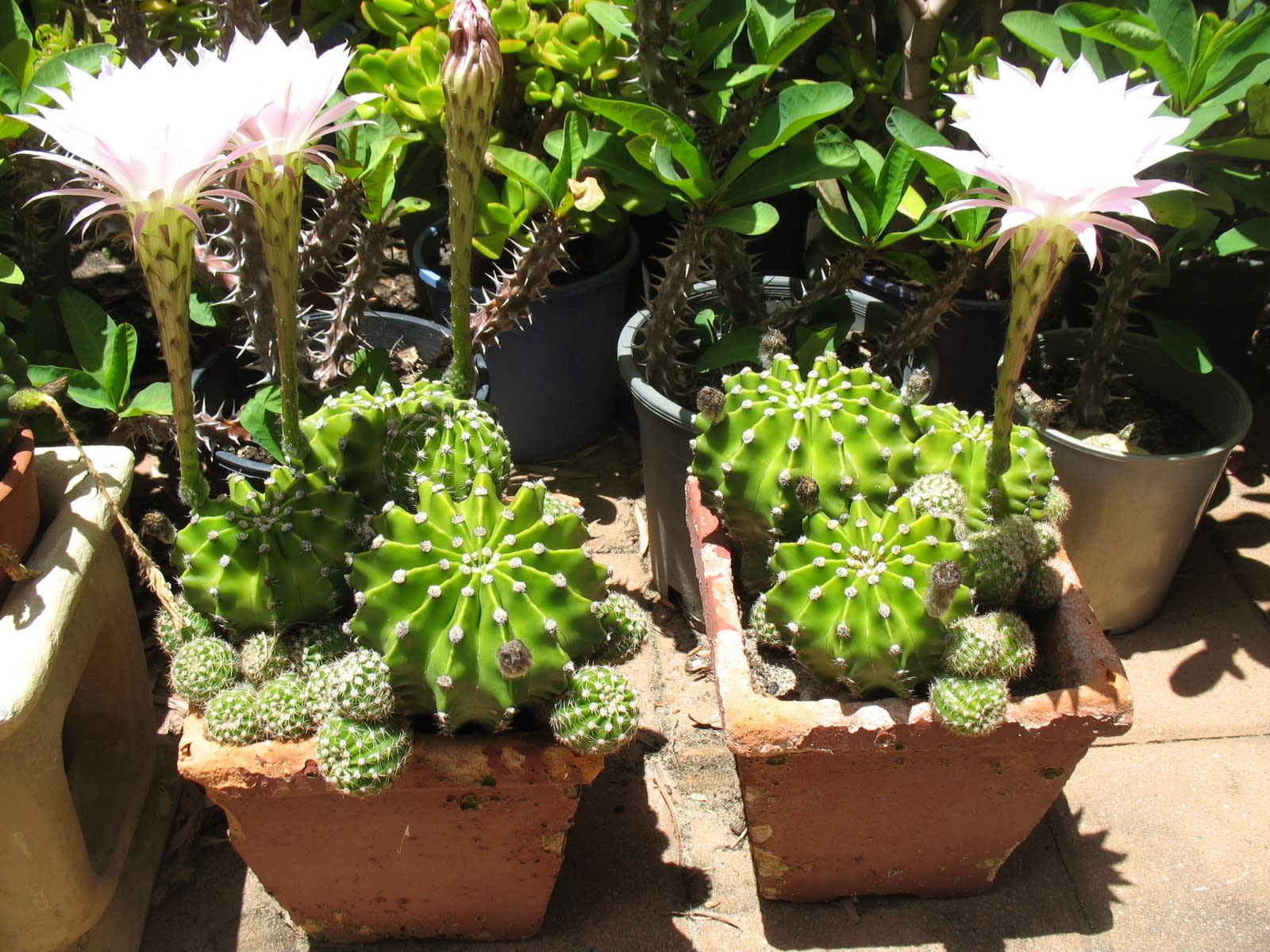 Potted different aloe-vera, gasteria, cactus, flap jack, spider plants ...