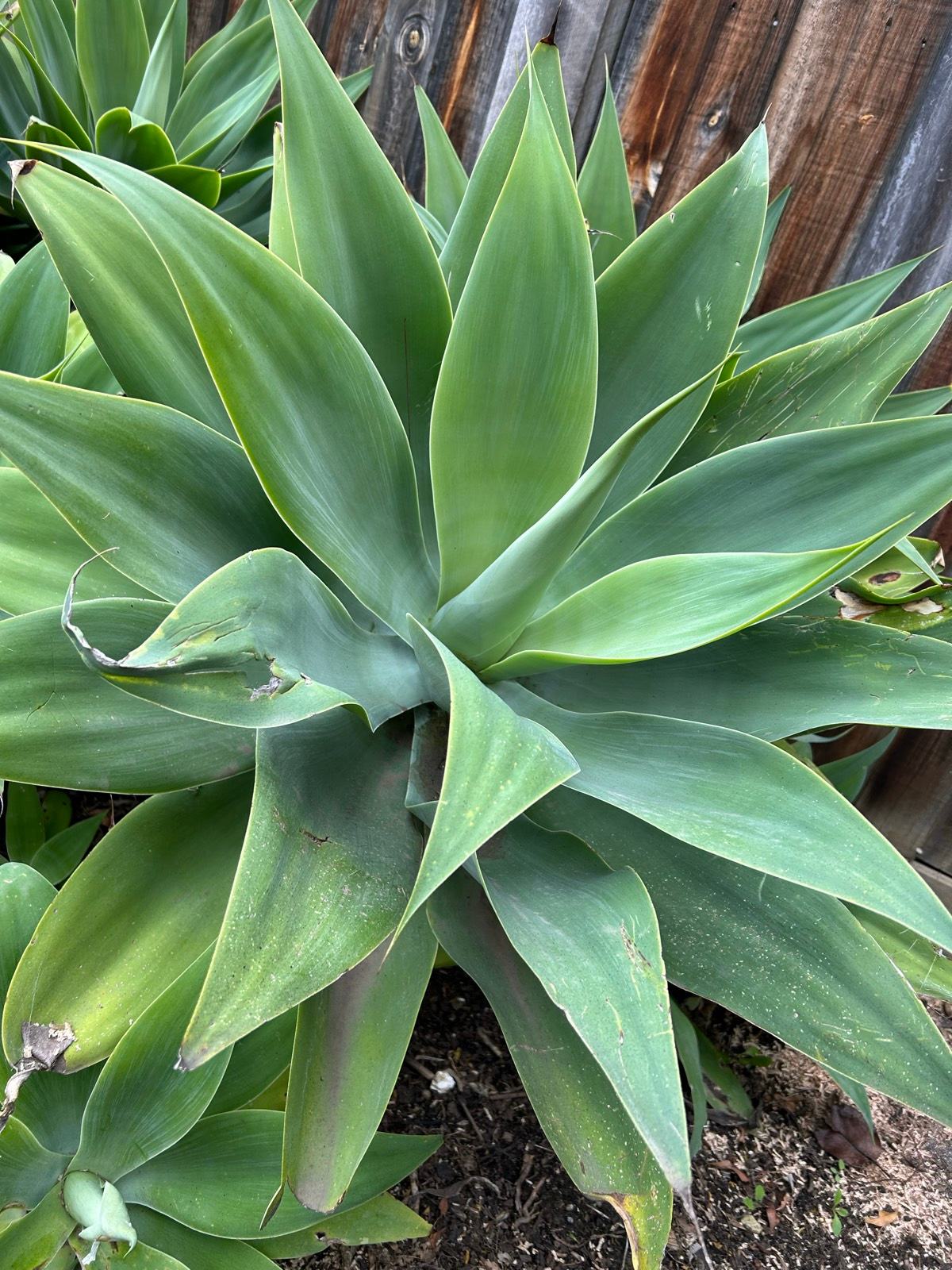 Agave Plants S, M,L huge! Start at $15 - Plants in Craigieburn VIC ...