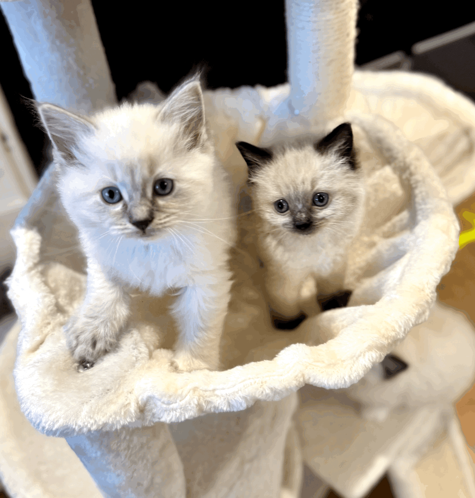 Purebred Adorable Ragdoll Kittens | Cats & Kittens | Gumtree Australia ...
