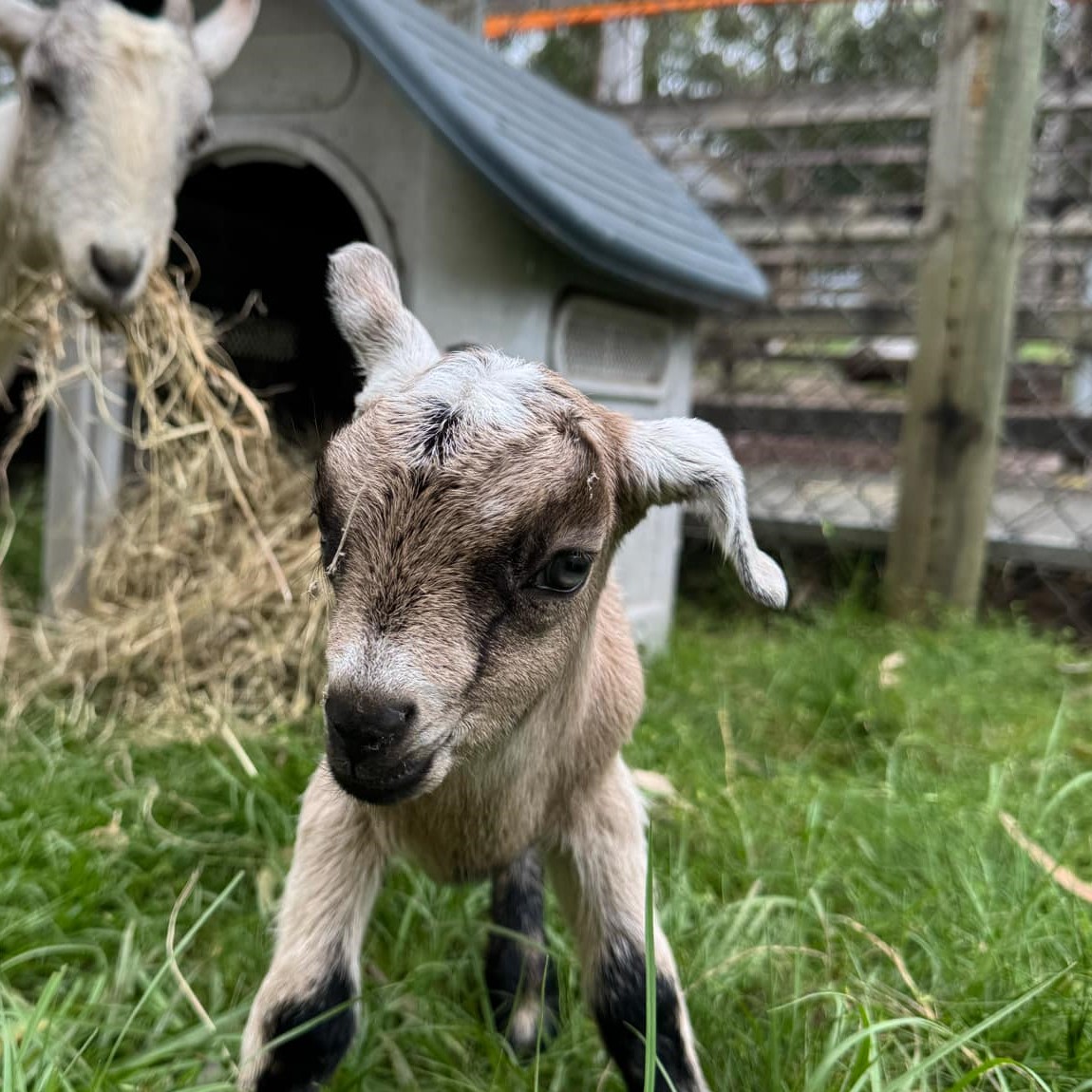 Animal Care Farm Worker(ELIMBAH)(White Ridge Farm) | Vet & Animal ...