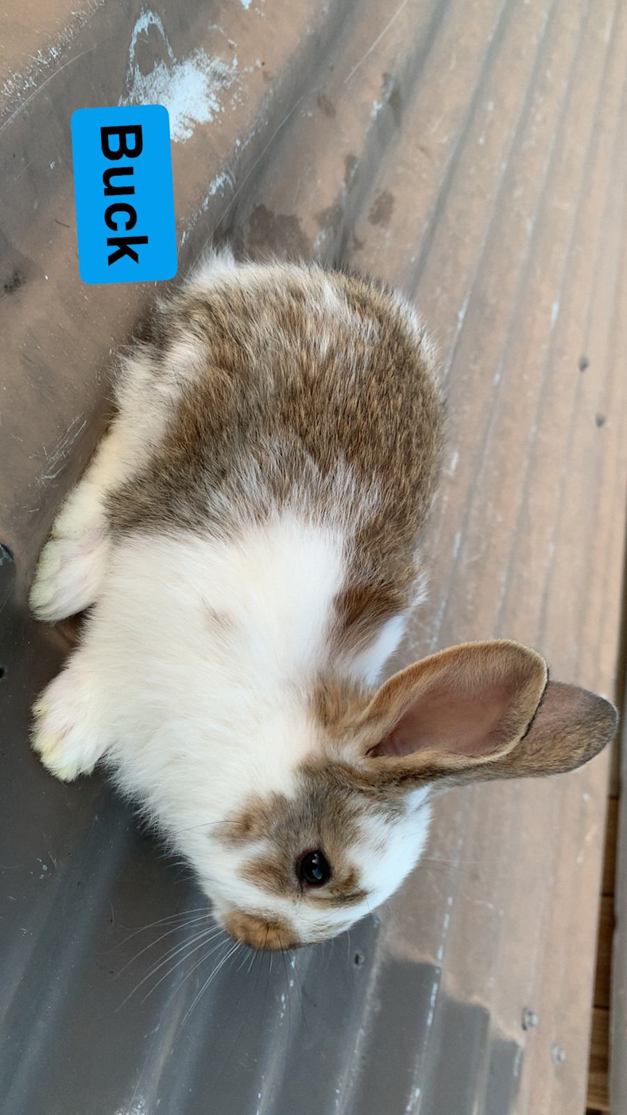 New Zealand x British Giant Rabbits | Rabbits | Gumtree Australia ...