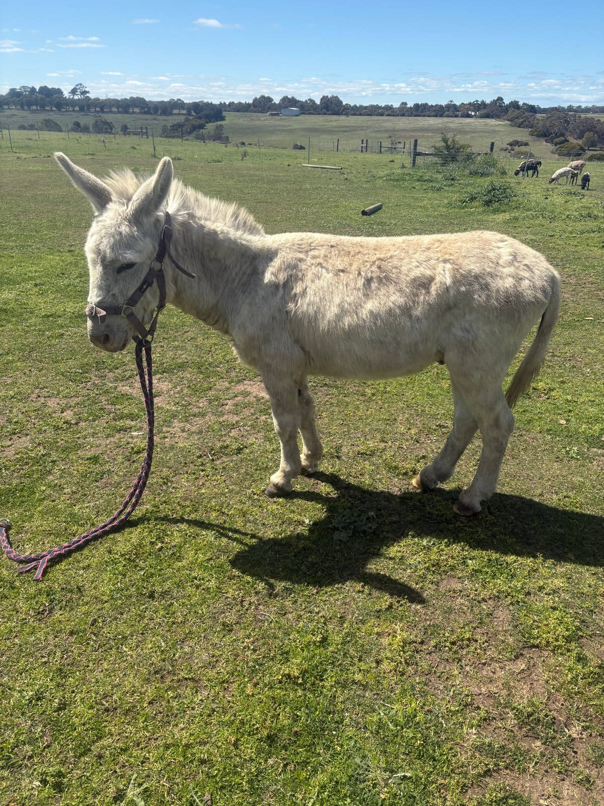 Miniature Irish Donkey-Jack | Livestock | Gumtree Australia Golden ...