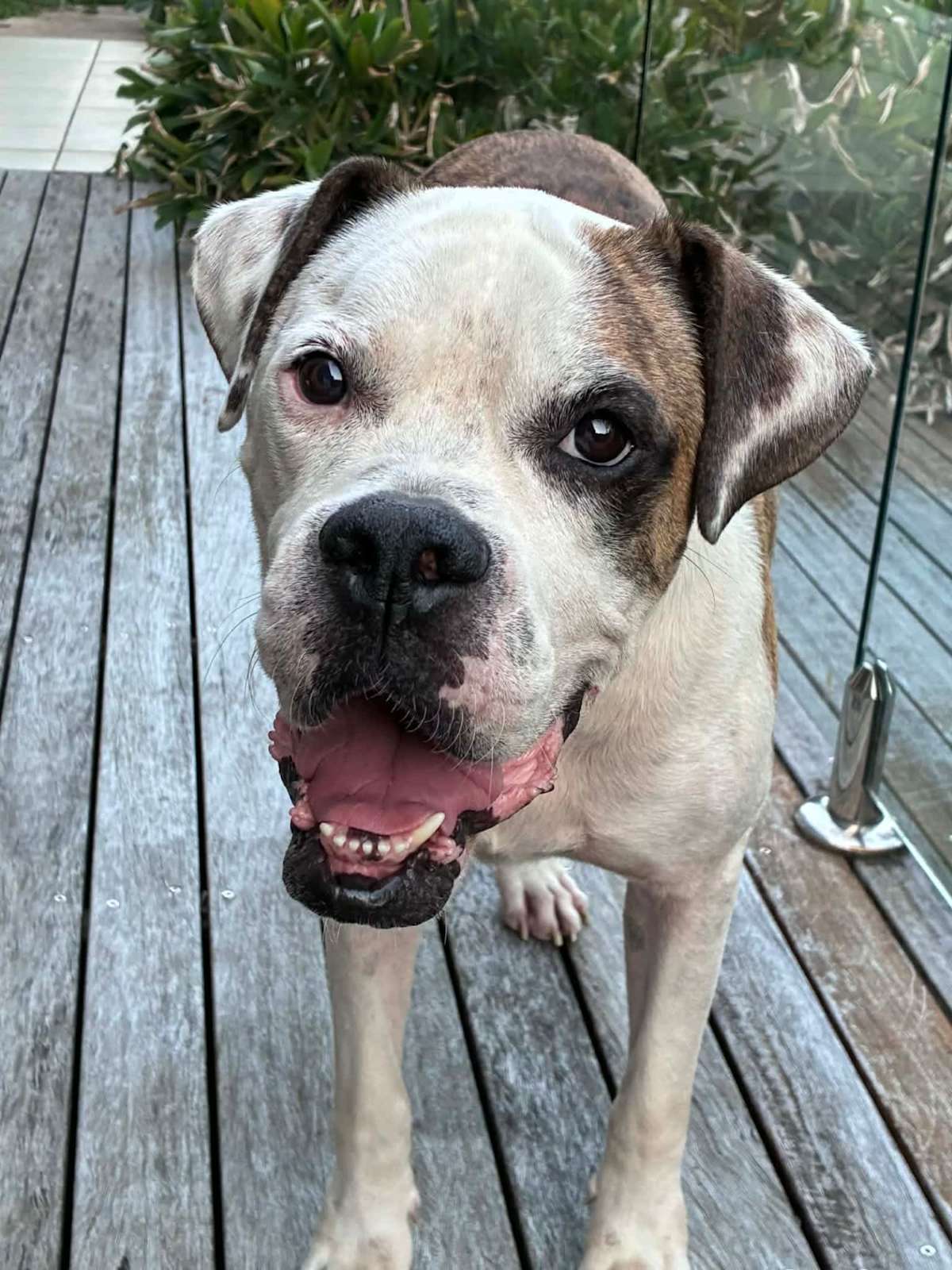 Meet Walter!! | Dogs & Puppies | Gumtree Australia Cairns City ...