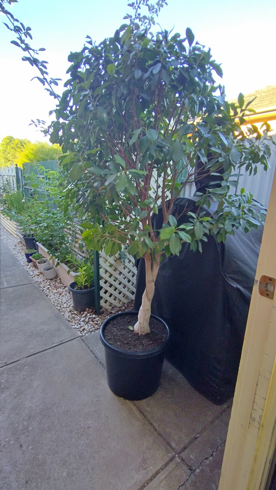 6-7 foot tall potted twisted trunks Ficus tree / plant