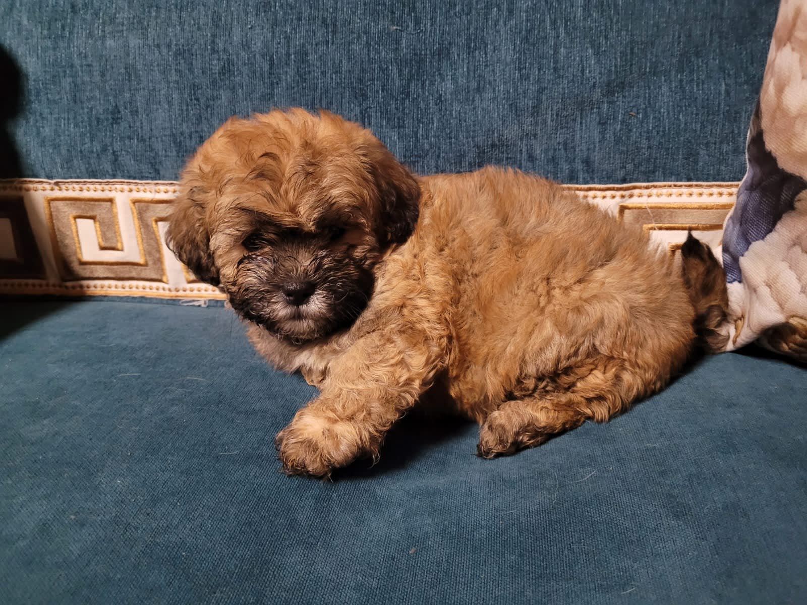 1st Gen Toy Shoodle Shih-Poo Puppy - only 1 boy left - North Ryde ...