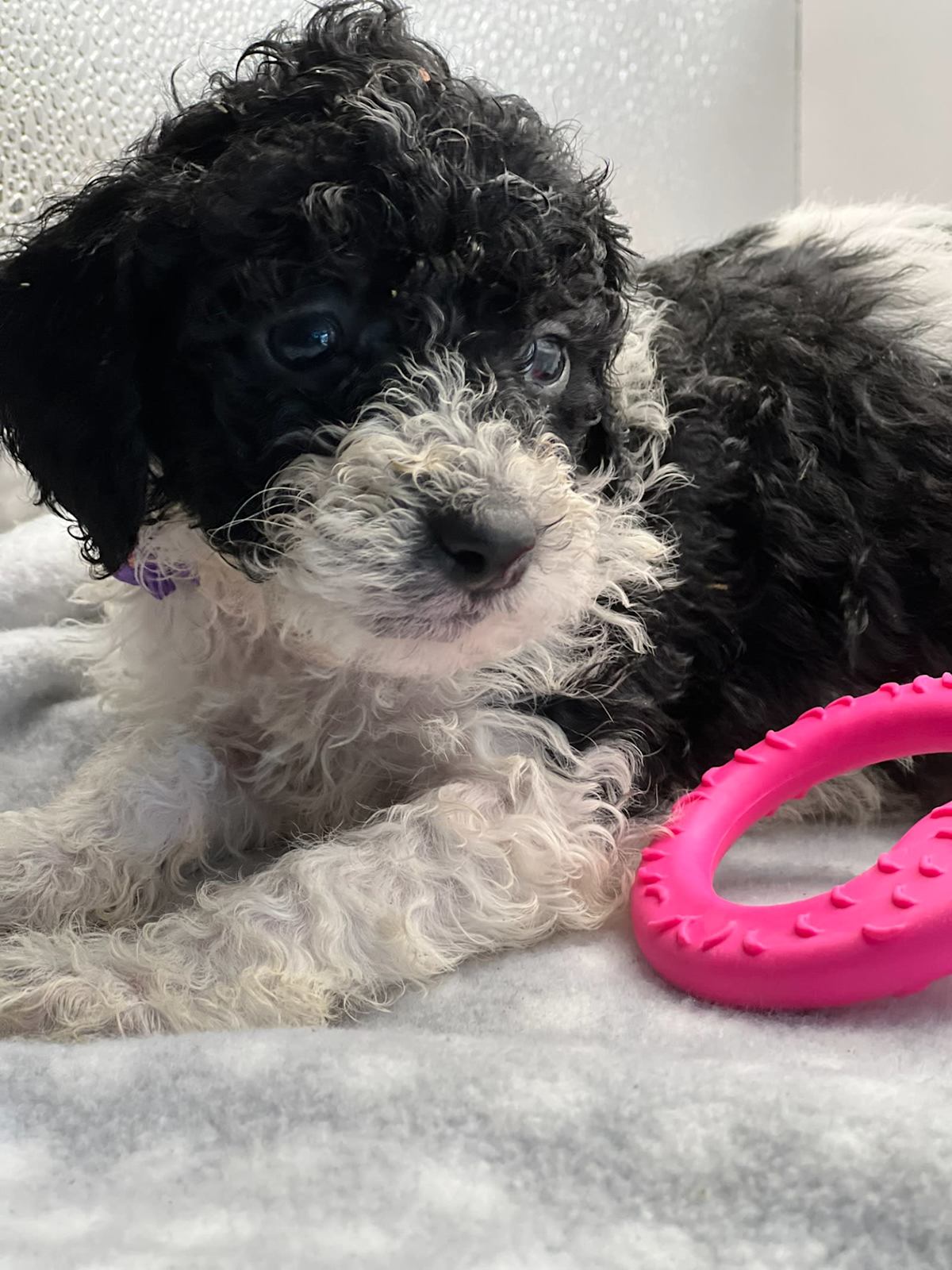 Mini Groodle Puppies | Dogs & Puppies | Gumtree Australia Latrobe ...