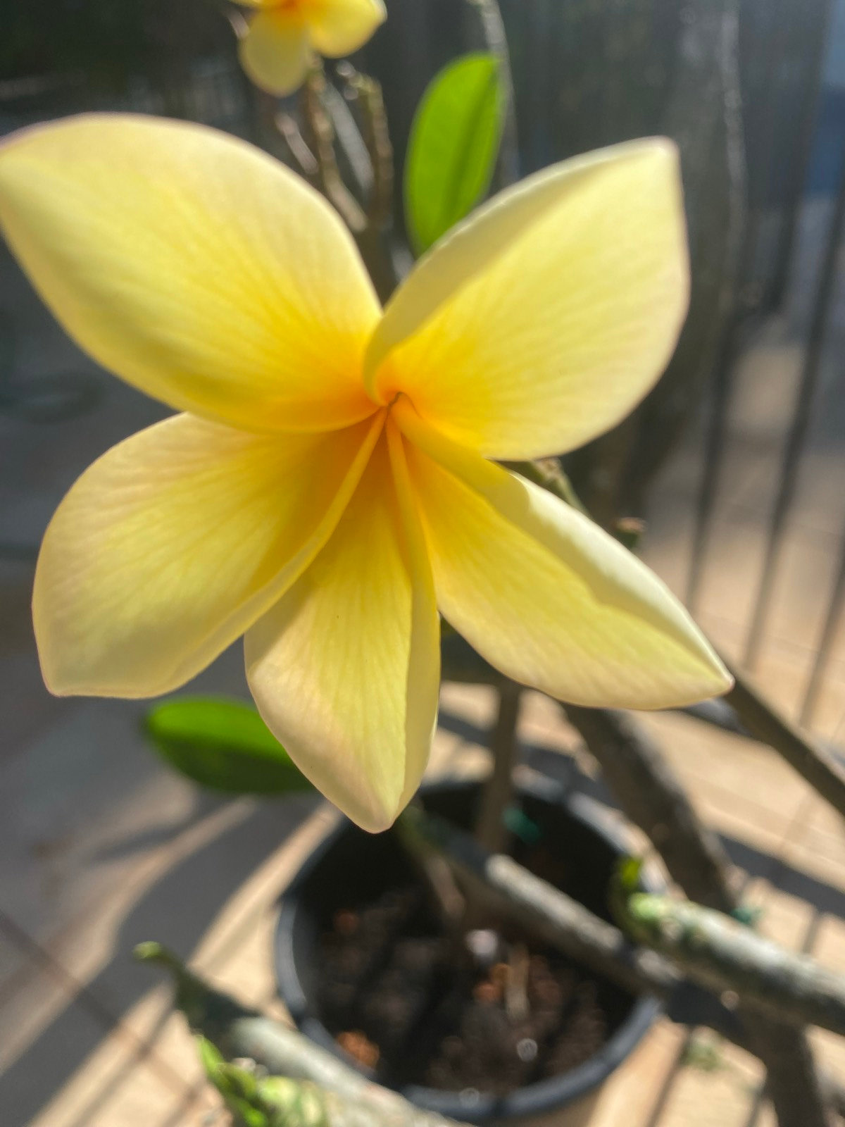 Cooktown sunset frangipani in pots - Plants in Bassendean WA | Gumtree ...