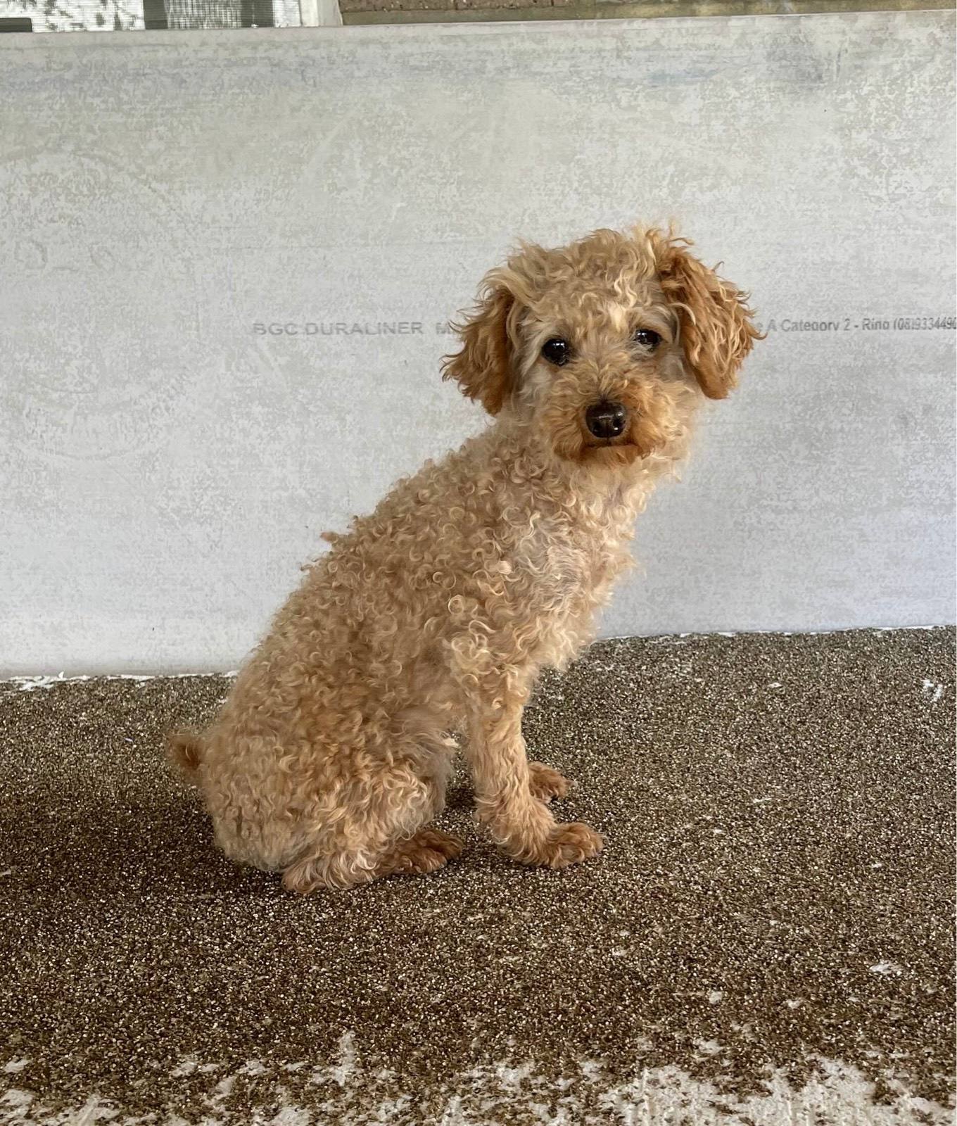 Poodle Female Dog | Dogs & Puppies | Gumtree Australia Swan Area ...