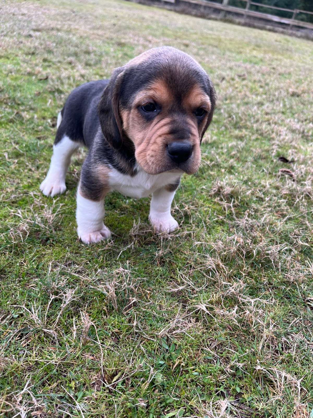 Beagle Puppies | Dogs & Puppies | Gumtree Australia Kentish Area ...