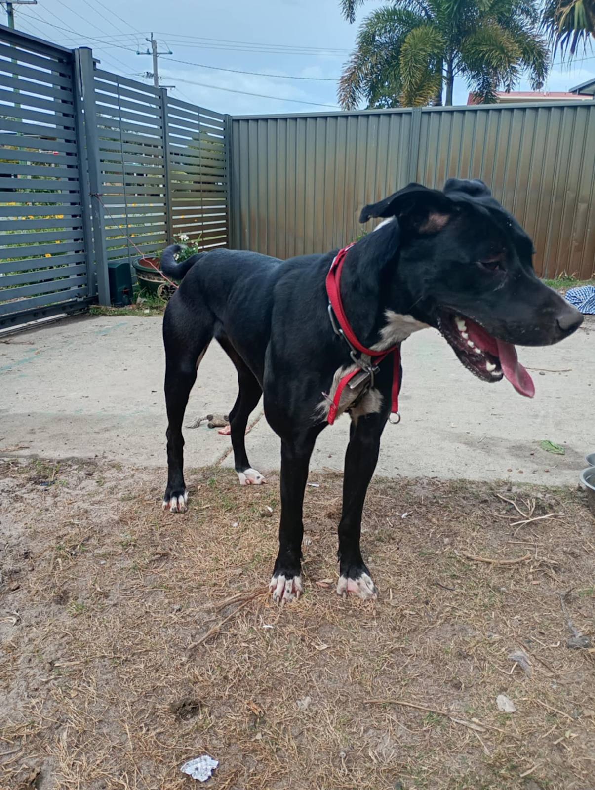 Meet MILLY - Forever Home Needed. This is a Mans Dog. | Dogs & Puppies ...