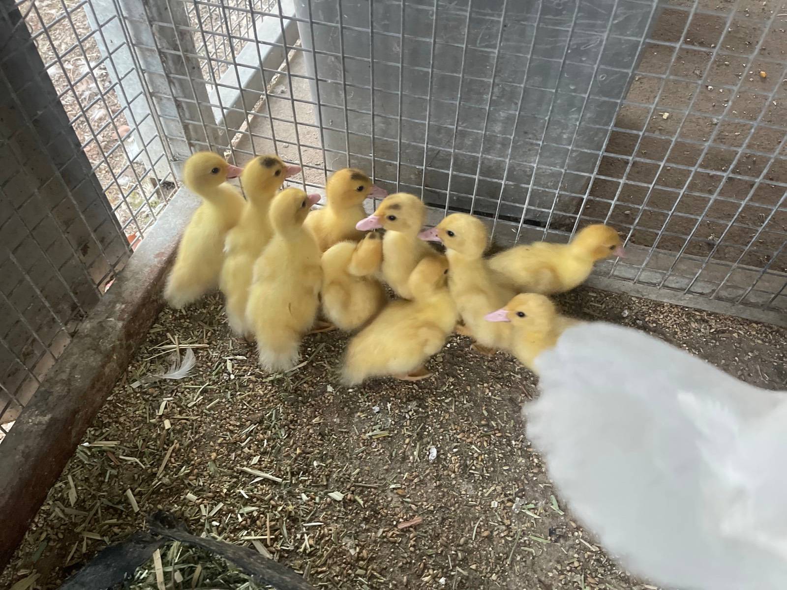 Ducklings an chickens | Birds | Gumtree Australia Lockyer Valley ...