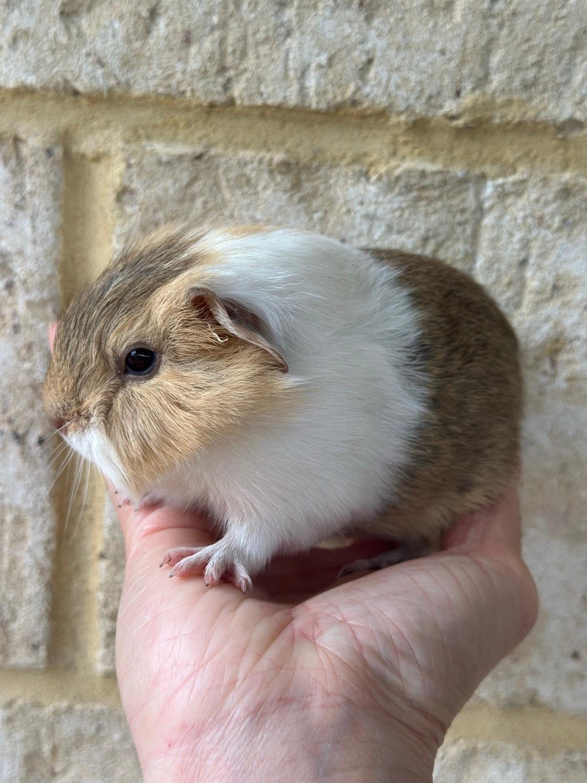 Babies guinea pigs | Other Pets | Gumtree Australia Wanneroo Area ...