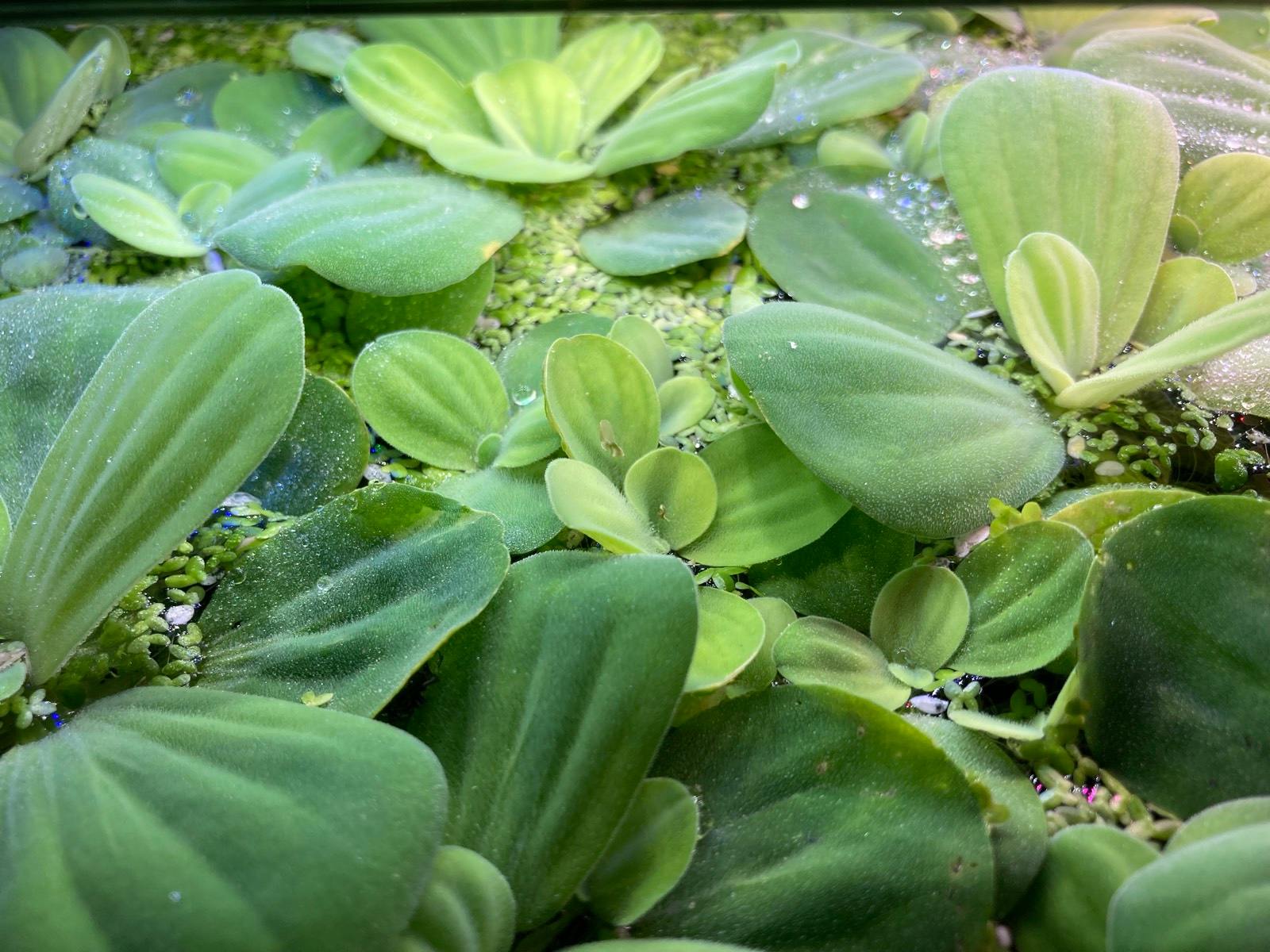 Water lettuce floating aquarium plant - Plants in Elermore Vale NSW ...